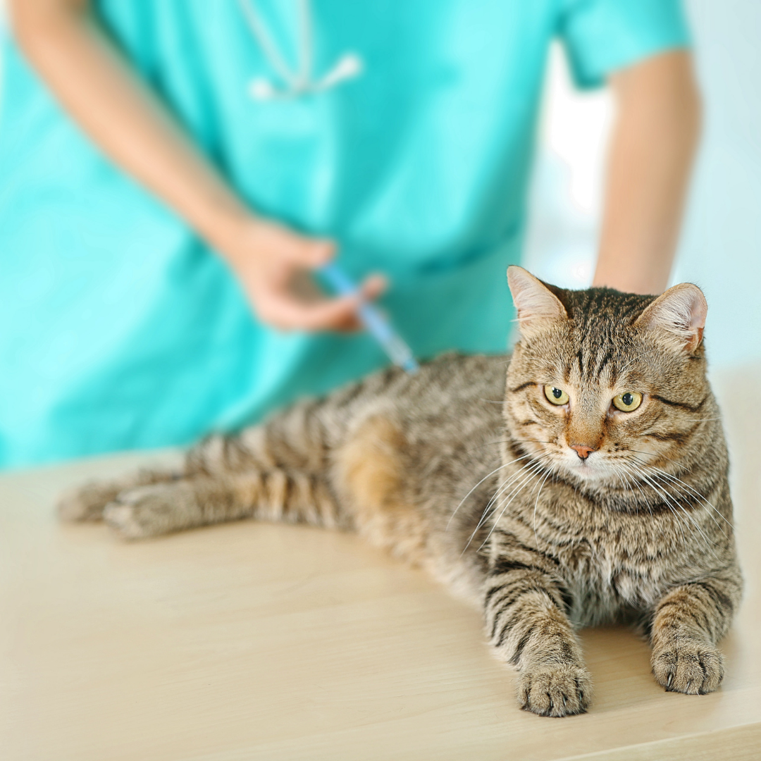 El Port Veterinarios Gives Us All The Keys On Cat Vaccination – El Port ...